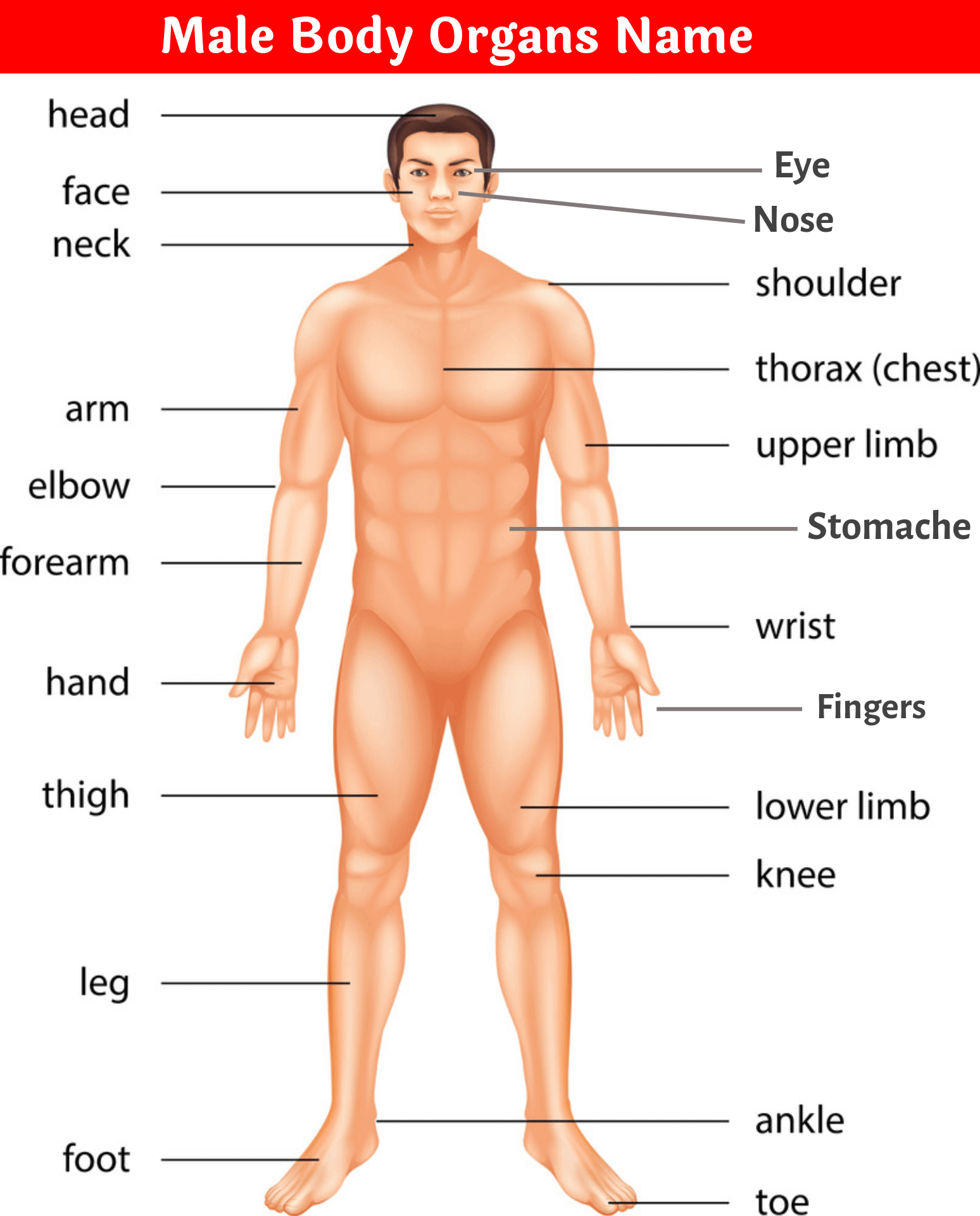 Body Parts Name In English With Pictures Woman